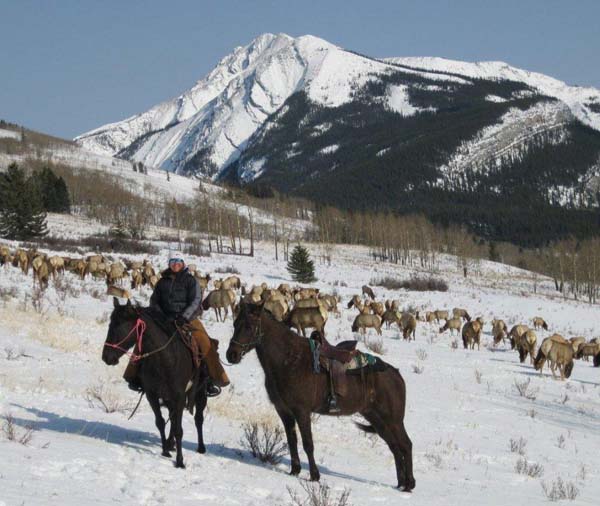 Walking Horse News Breeder's Gallery - Karla Freeman, Ride Easy Ranch
